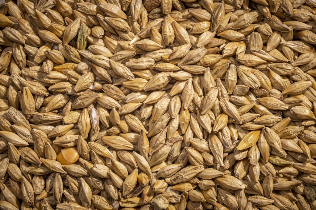 Barley Whole 40 Lbs Modesto Milling Organic Feeds And Supplements