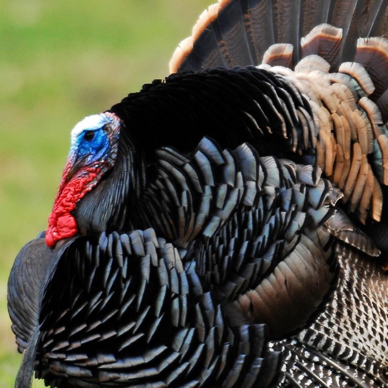 Tom Turkey’s Big Week – Modesto Milling Organic Feeds and Supplements